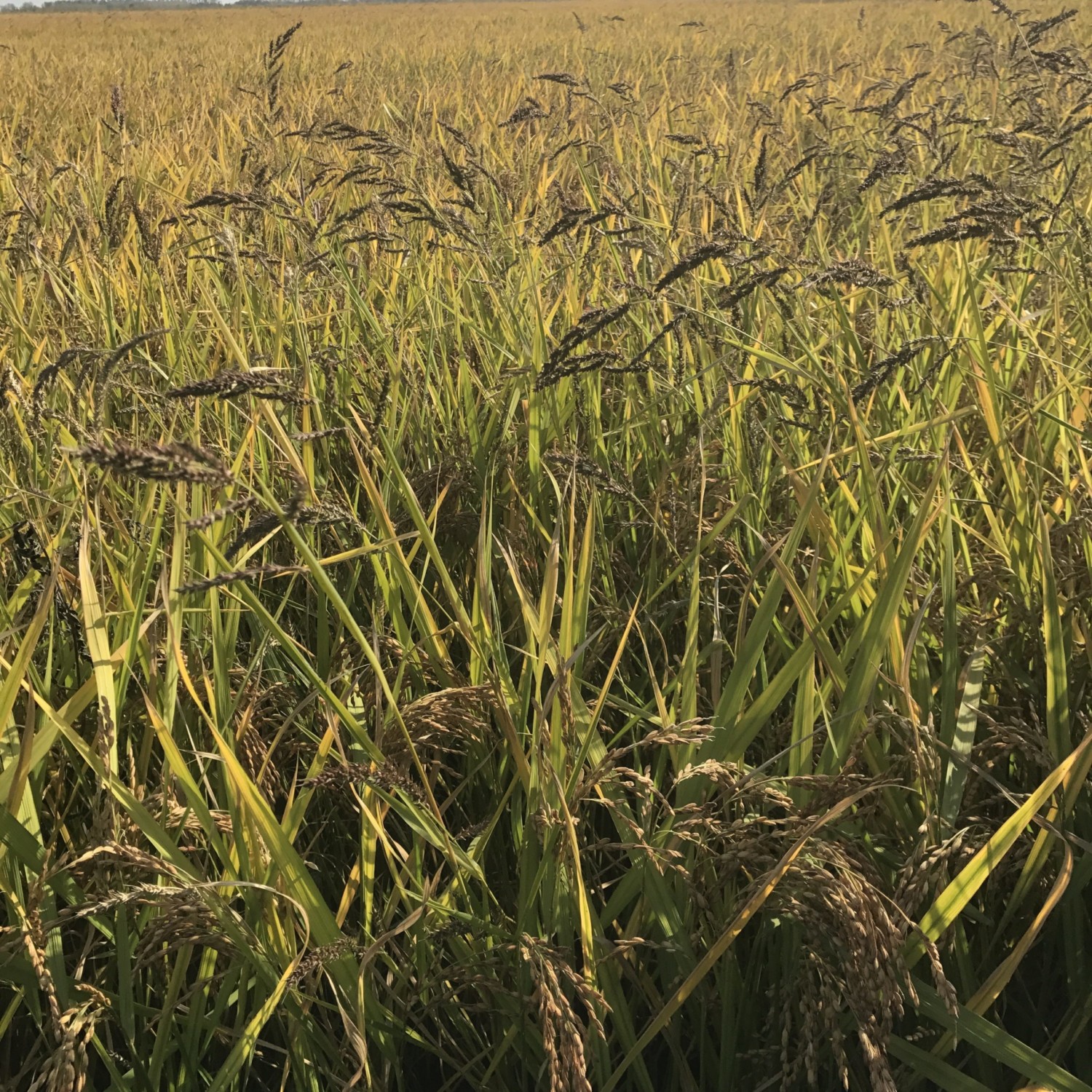 La culture du riz et du risotto Riso Gallo en Italie Mimi Cuisine, Blog ...